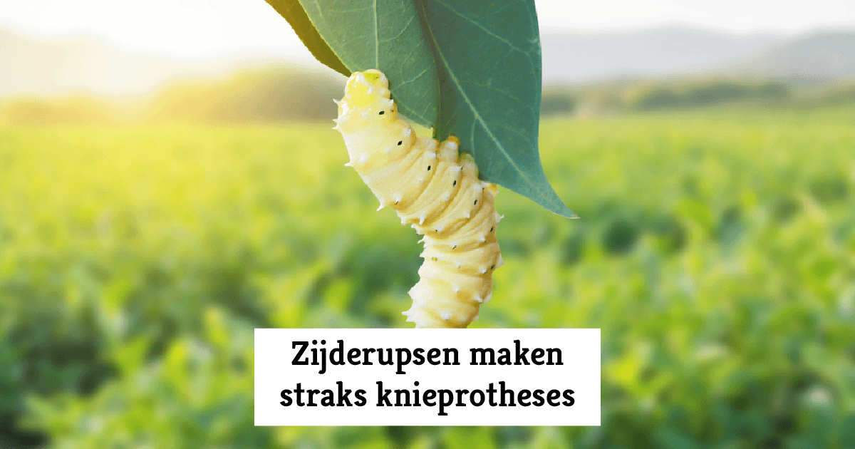 Zijderupsen maken straks knieprotheses | Knie-implantaten