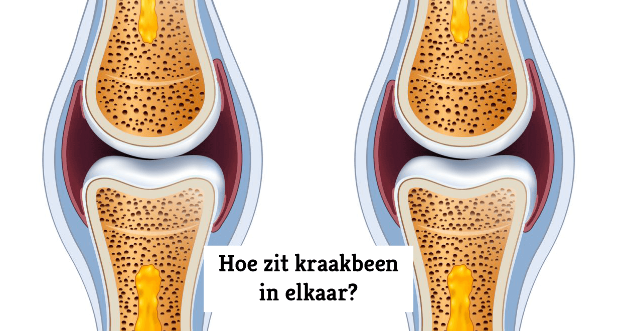 Waaruit bestaat hyalien kraakbeen? Hoe zit kraakbeen in elkaar?