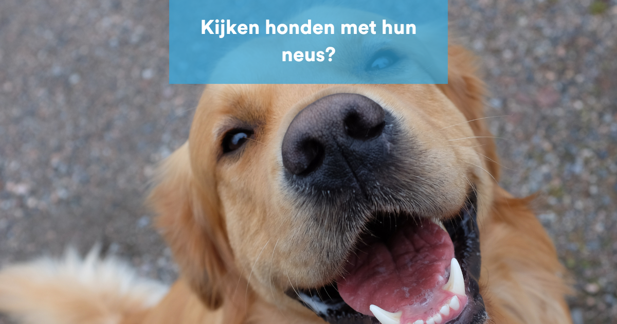 Kijken honden met hun neus?