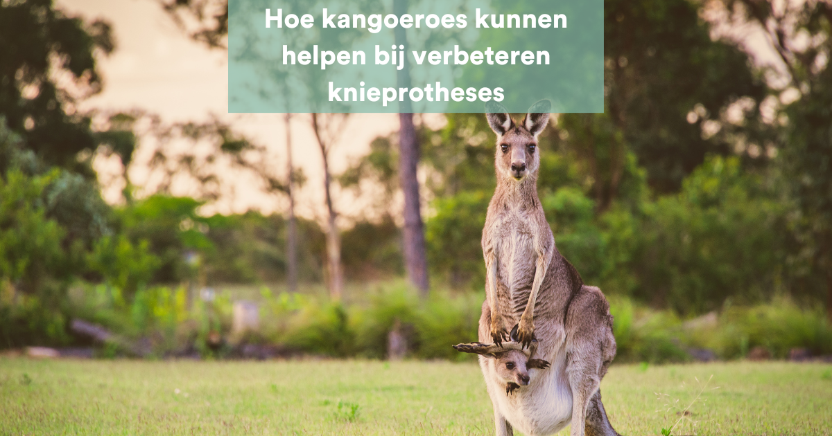 Hoe kangoeroes kunnen helpen bij verbeteren knieprotheses?