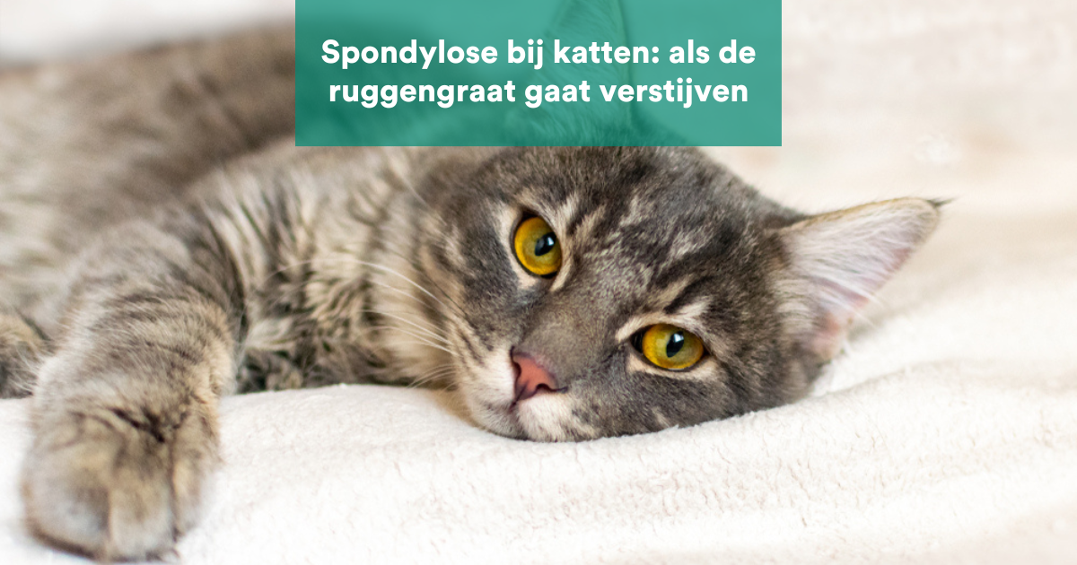 Spondylose bij katten: als de ruggengraat gaat verstijven - Bewegen ...