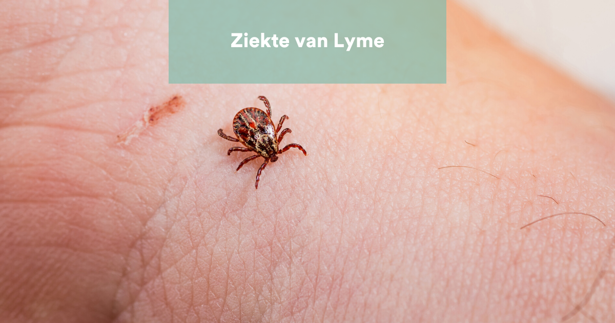 Ziekte van Lyme | Dodelijk of besmettelijk? Diagnose Behandeling